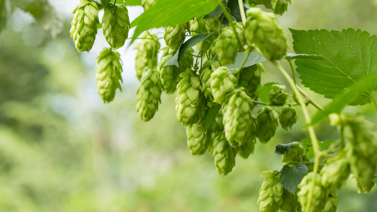 Dry Hopping: A Technical Overview — Craft Kettle